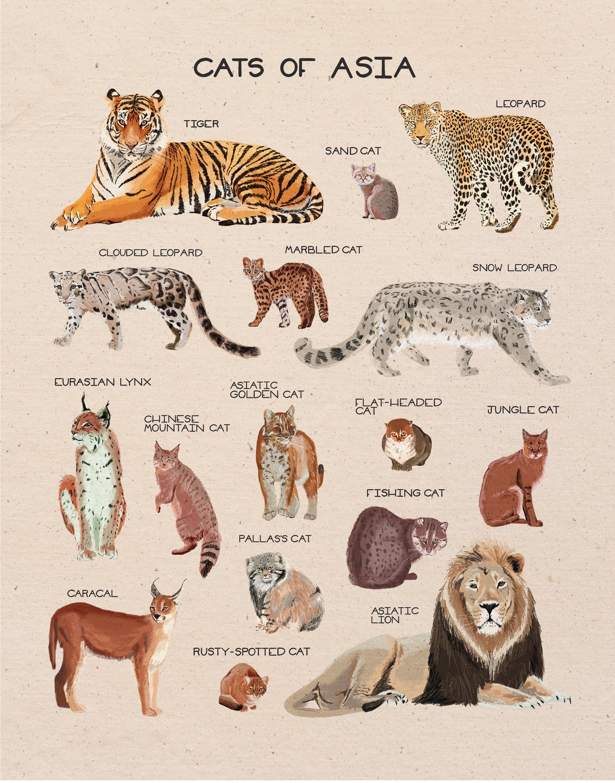 Cats of Asia 11x14 - Etsy
