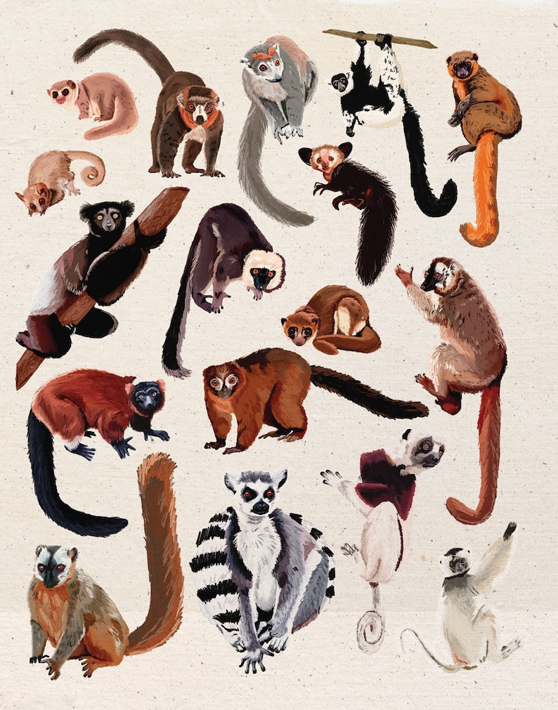 Lemurs of Madagascar 11x14 - DIGITAL DOWNLOAD - Etsy