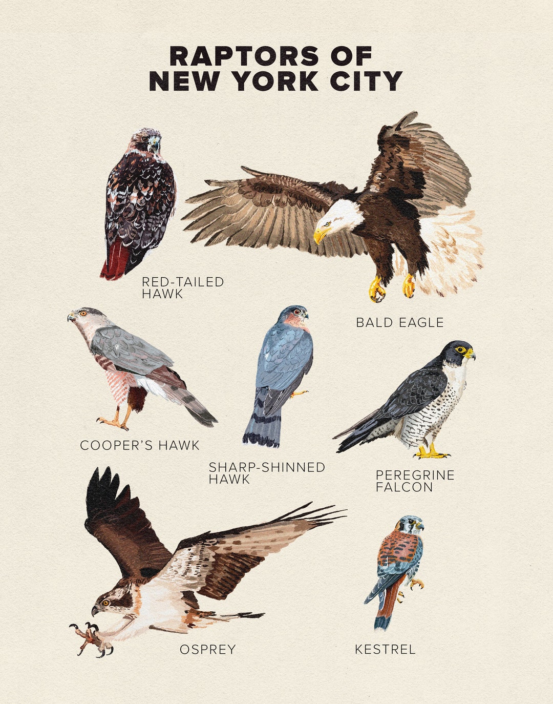 Raptors of New York City 11x14 - Etsy