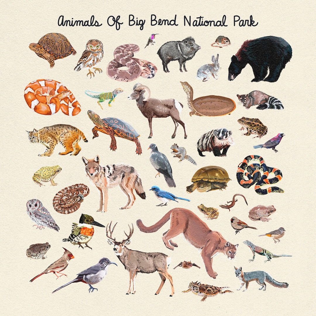 Animals of Big Bend National Park 10x10 - Etsy