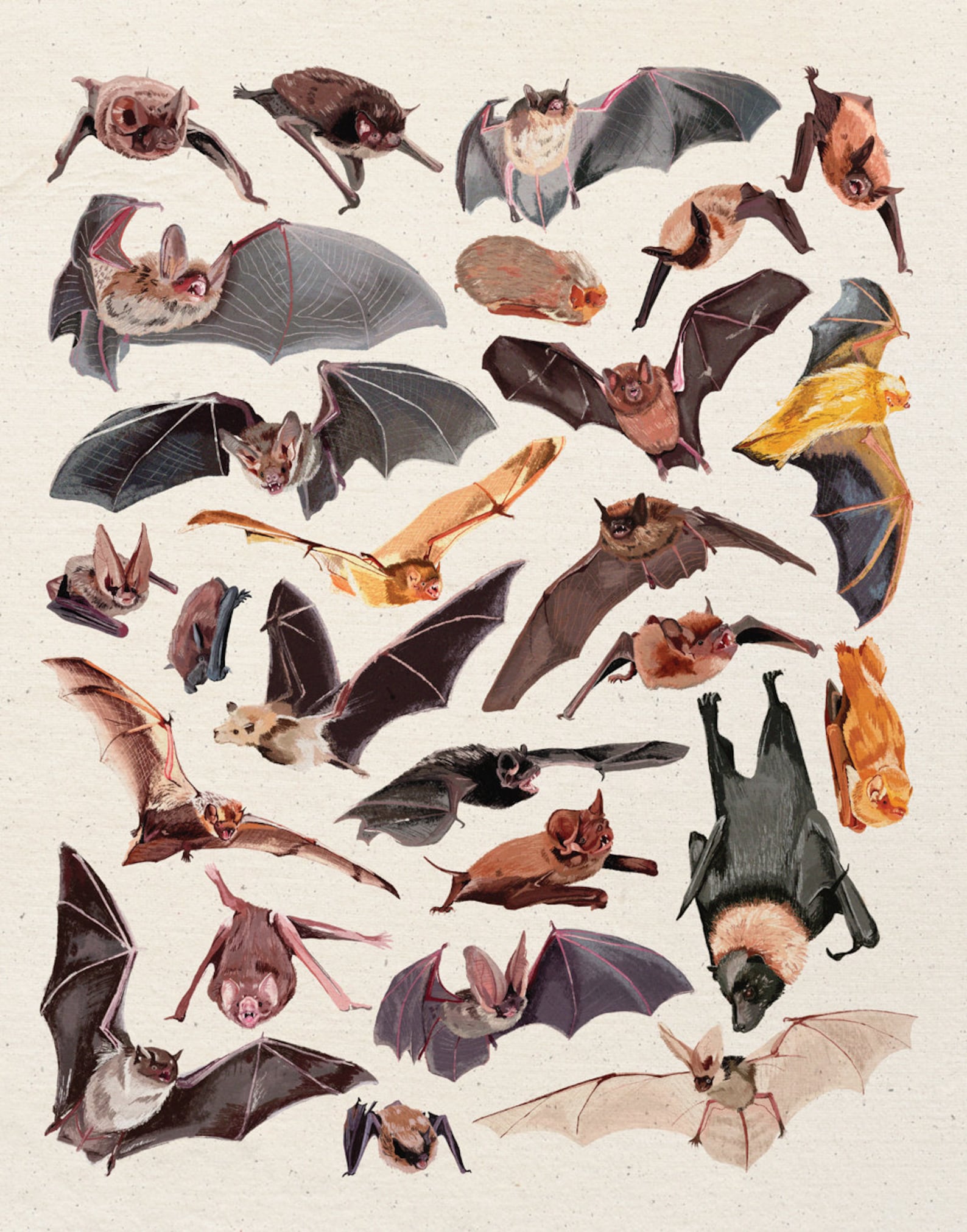 Bats of the World 11x14 - DIGITAL DOWNLOAD - Etsy