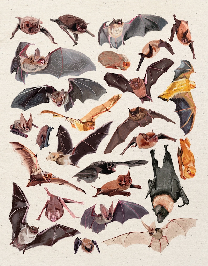 Bats of the World 11x14 - DIGITAL DOWNLOAD - Etsy