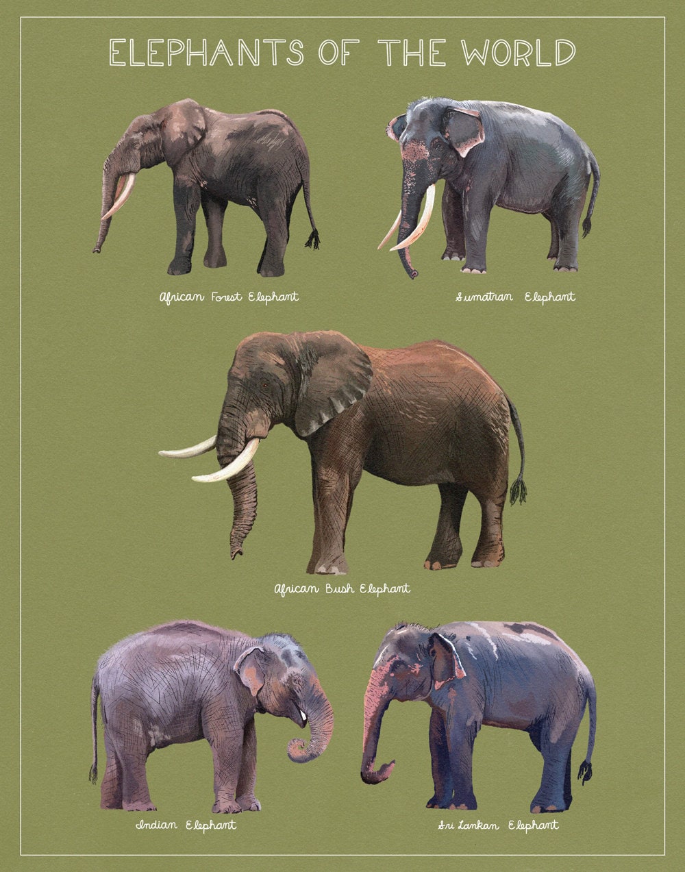 Elephants of the World 11X14 - Etsy