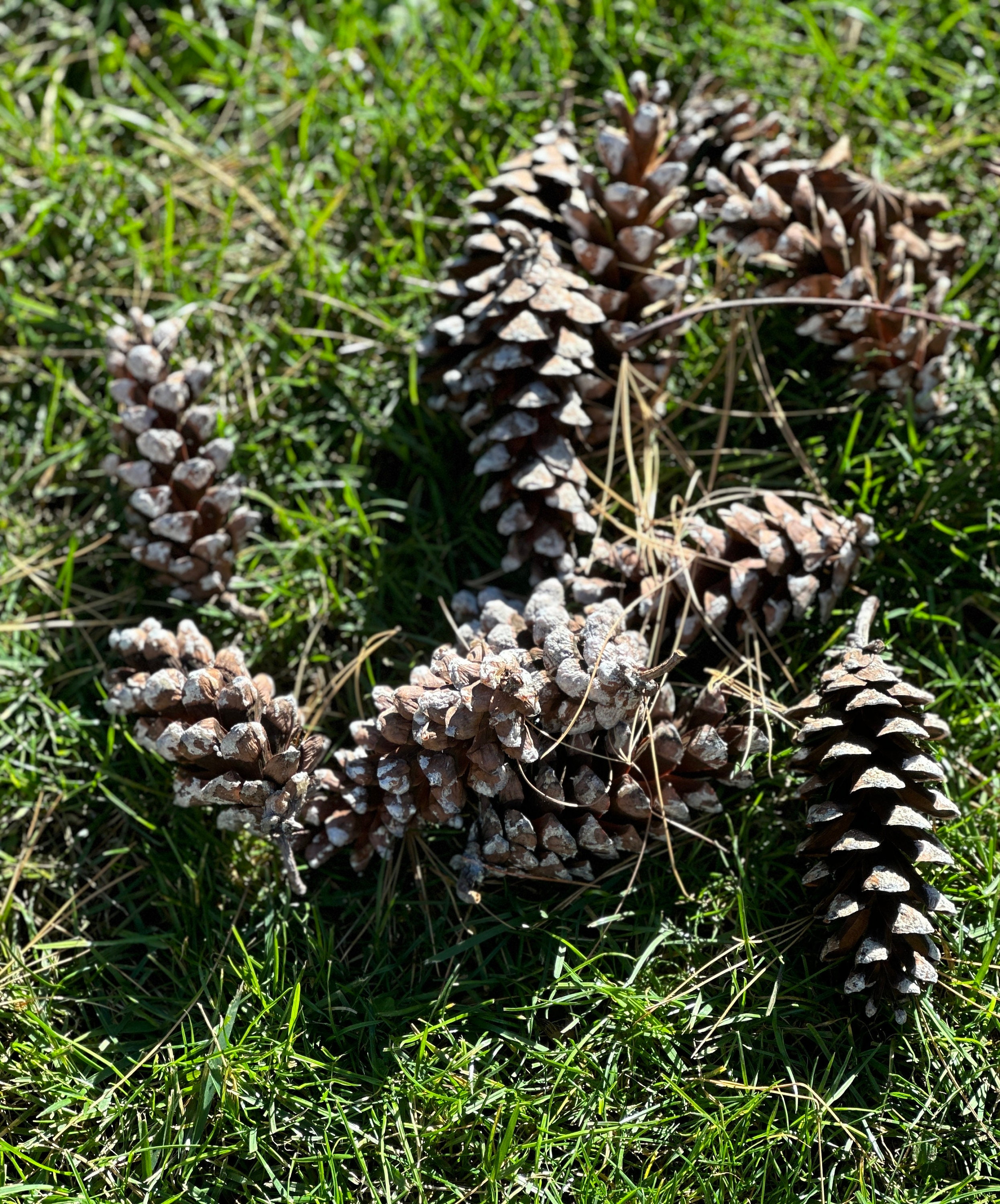 15 Real Pine Cones. All Natural Pine Cones That Have Fallen From the ...