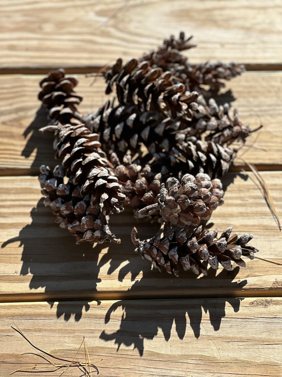 15 Real Pine Cones. All Natural Pine Cones That Have Fallen From the ...