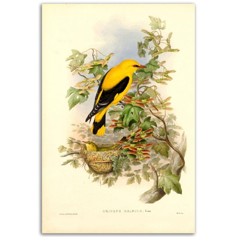 P038 | Wall Art | Golden Oriole | Colorful Bird Art, Vintage Bird Art ...