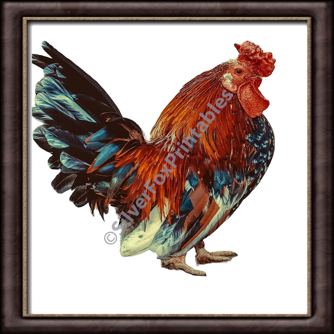 013 | Wall Art | 30x30inch Cockerel Print | Contemporary Bird ...