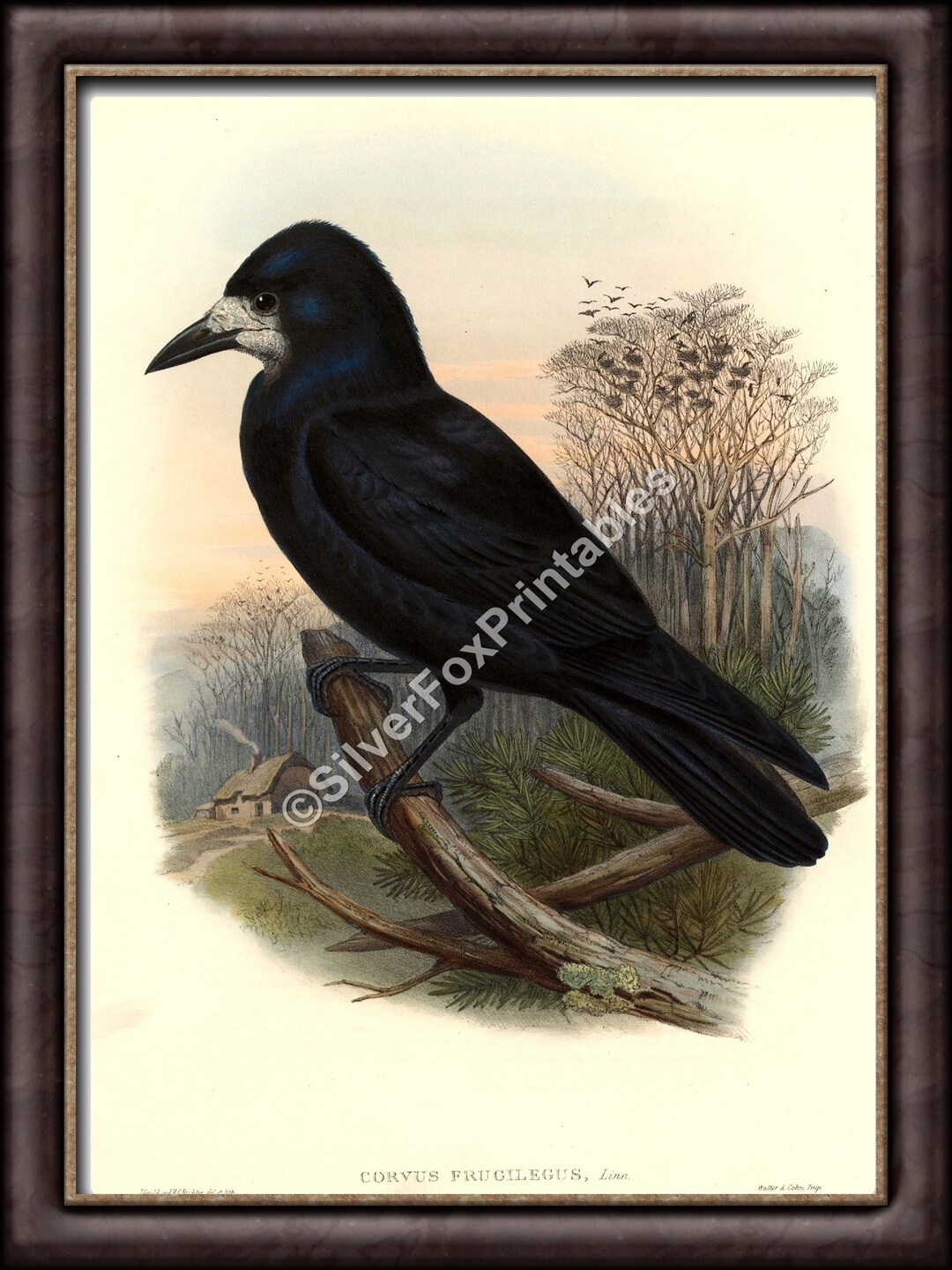 185 | Wall Art | Rook Print by John Gould | Antique Bird Illustration ...