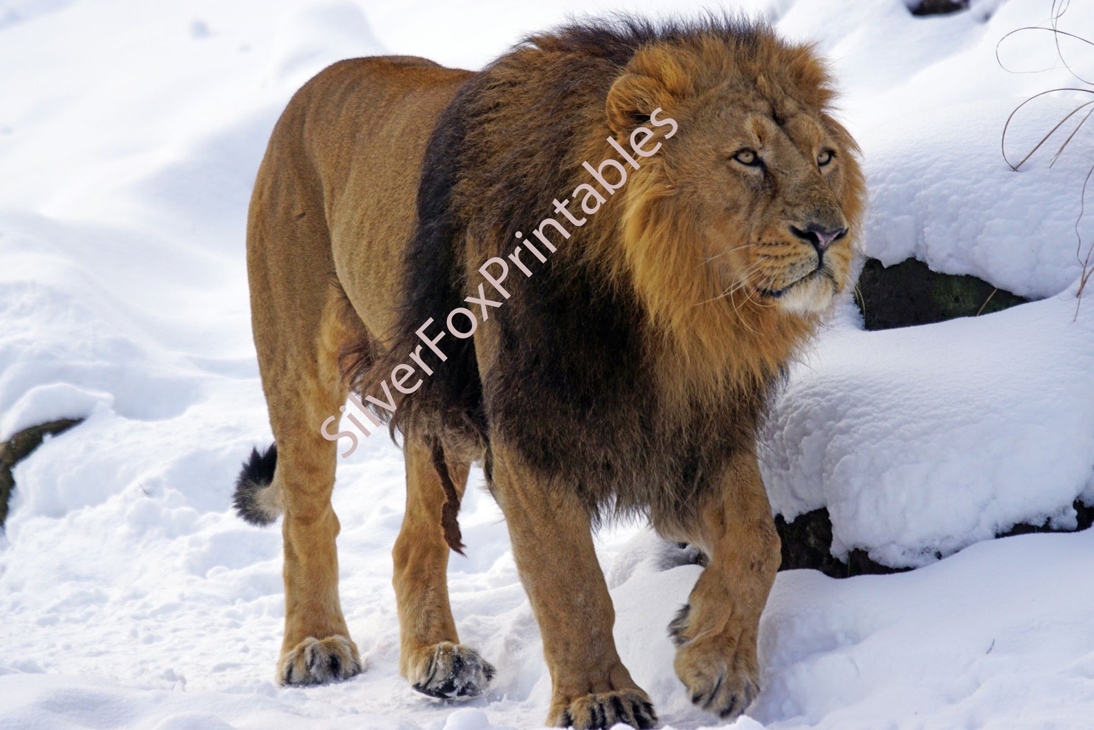 Wall Art | Lion in the Snow | Wall Art | Home Decor | Original Art ...