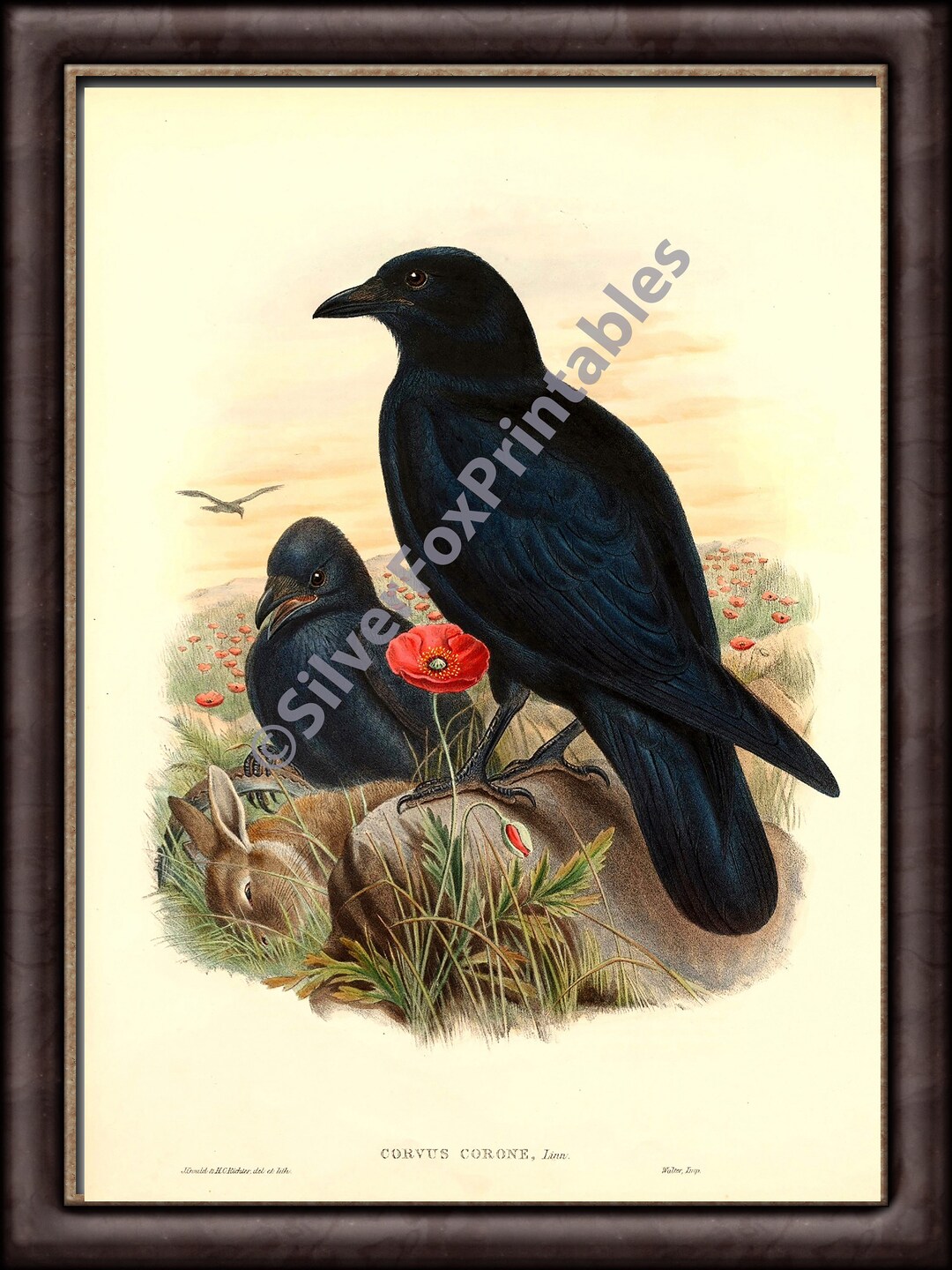 181 | Wall Art | Carrion Crow Print by John Gould | Antique Bird ...