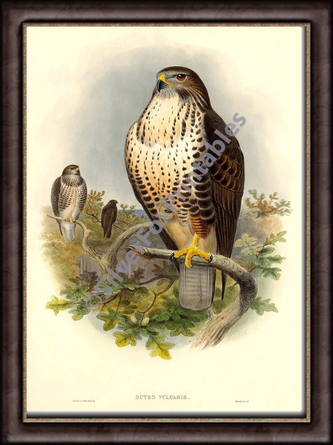 32 | Wall Art | Common Buzzard Print by John Gould | Antique Bird ...