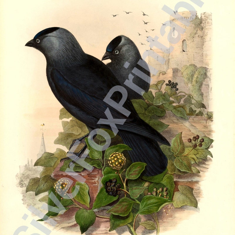 Jackdaw - Etsy