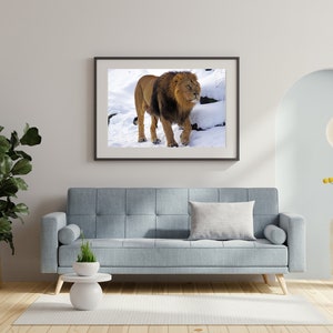 Wall Art | Lion in the Snow | Wall Art | Home Decor | Original Art ...