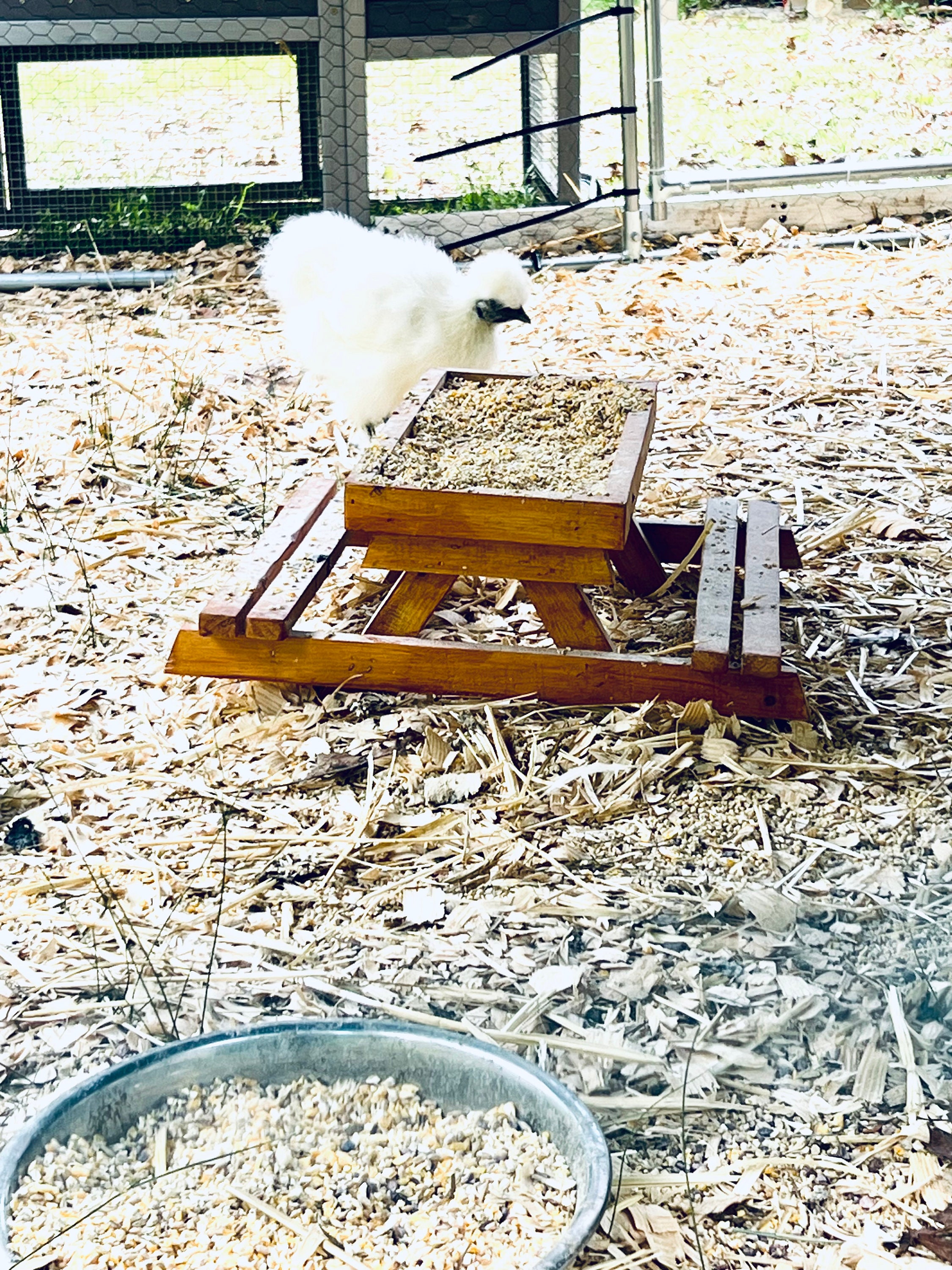 Chicknic Table / Chicken Feeder / Farm Feeder / Ground Feeder / Animal ...