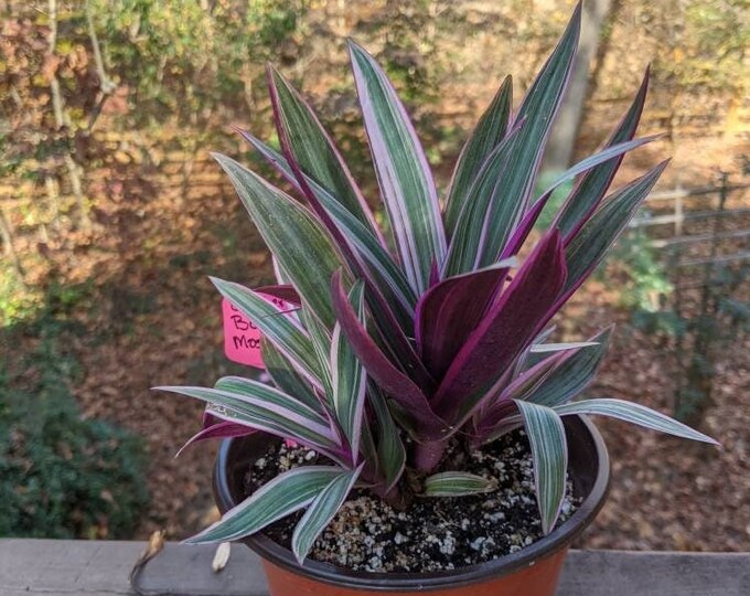 Tradescantia Spathacea, Oyster Plant, Boatlily, Moses in the Cradle ...