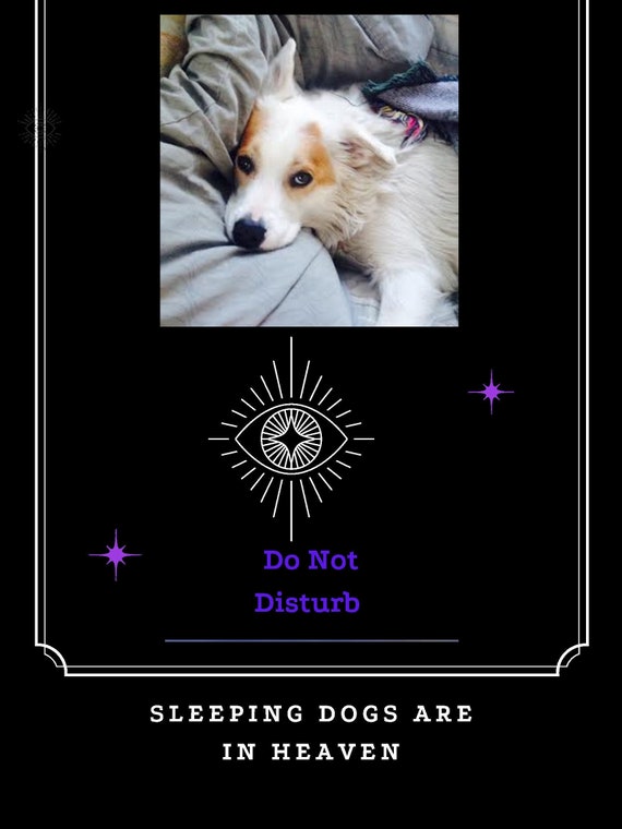 Dog Bedtime Quotes What Your Dog's Sleeping Position Will Tell You