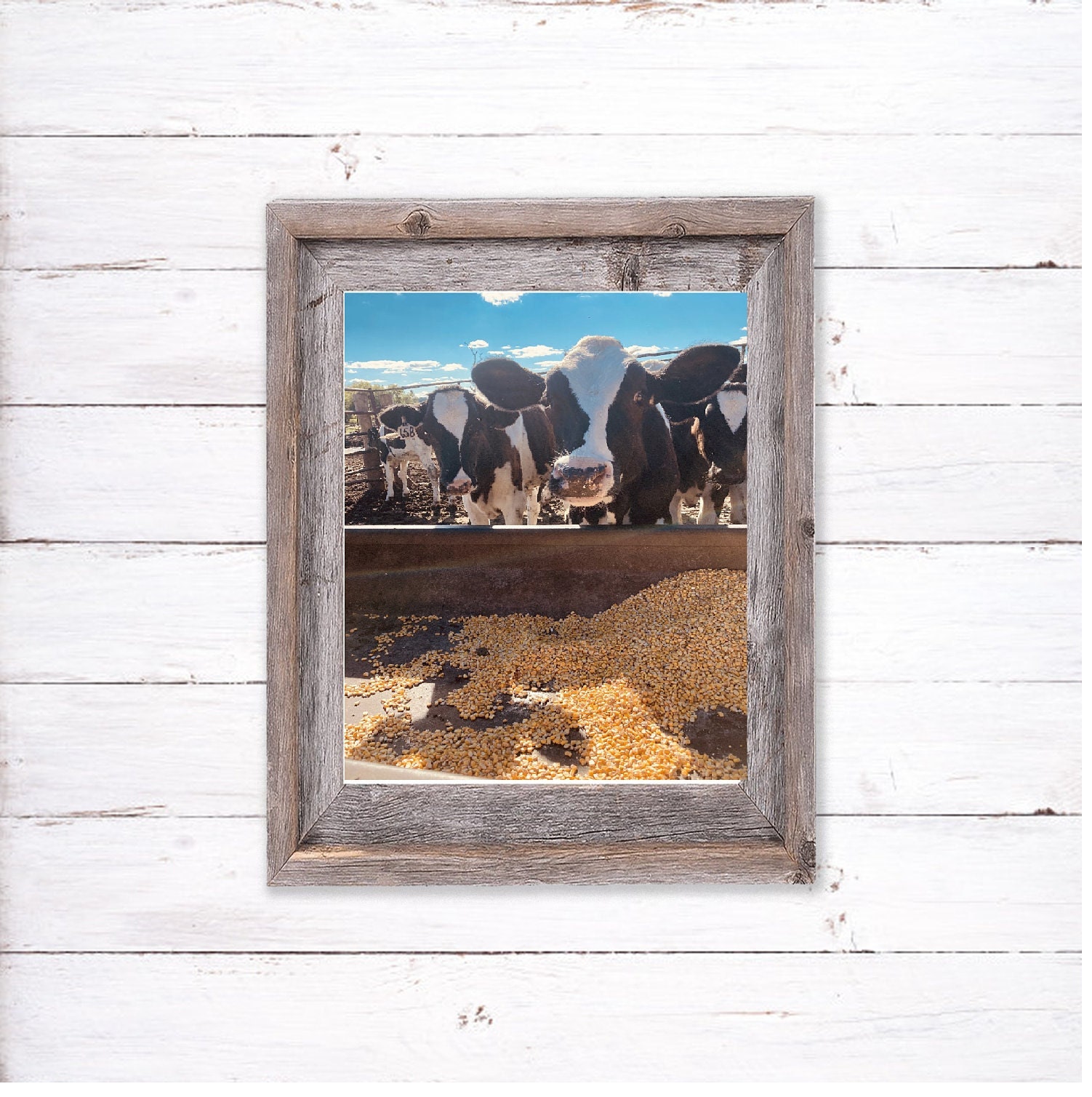 Holstein Calf Corn Feeder Print, Color Print, Digital Download, Cow ...