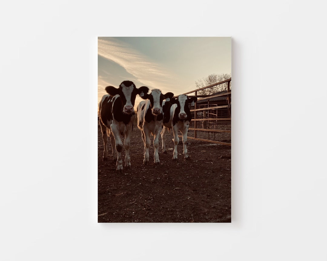 Holstein Calves Warm Color Print, Digital Download, Rustic Cow Print ...