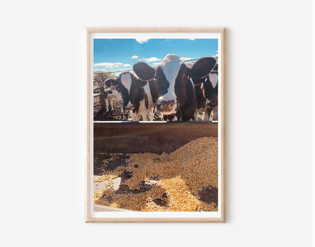 Holstein Calf Corn Feeder Print, Color Print, Digital Download, Cow ...