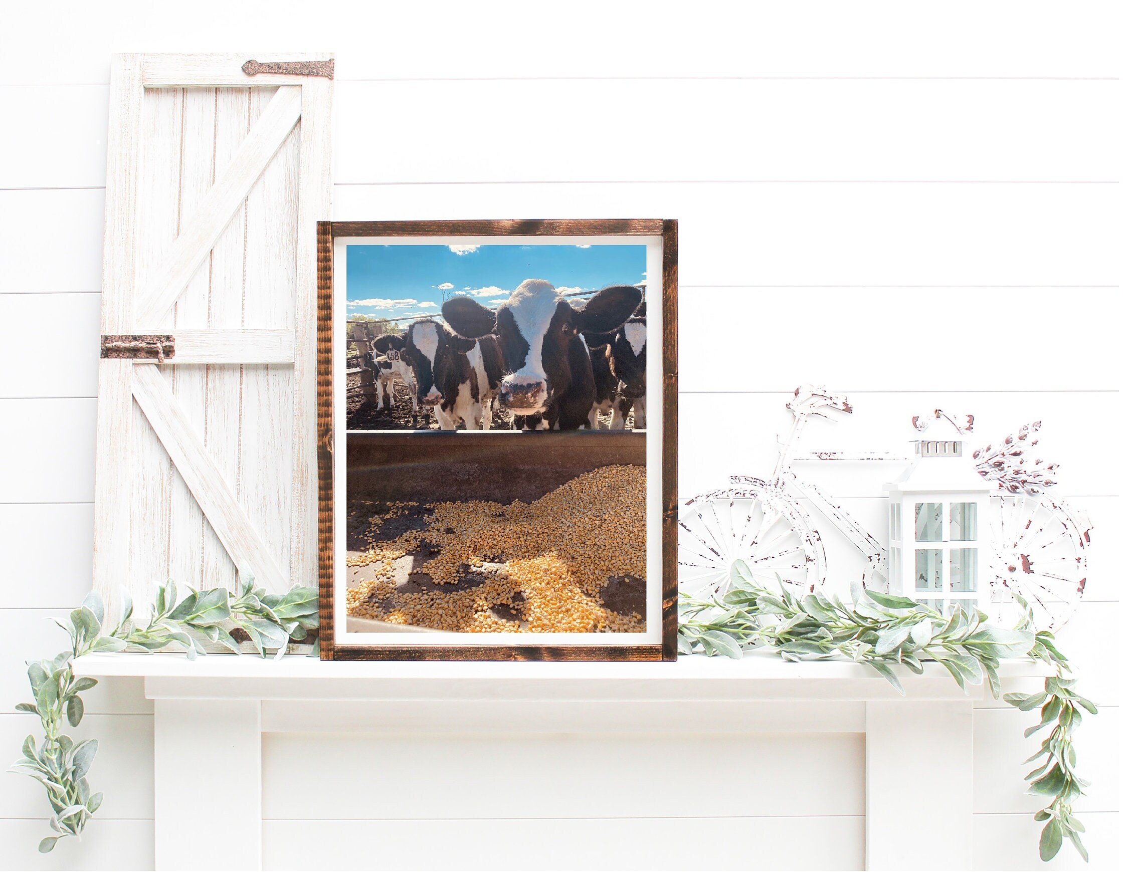 Holstein Calf Corn Feeder Print, Color Print, Digital Download, Cow ...