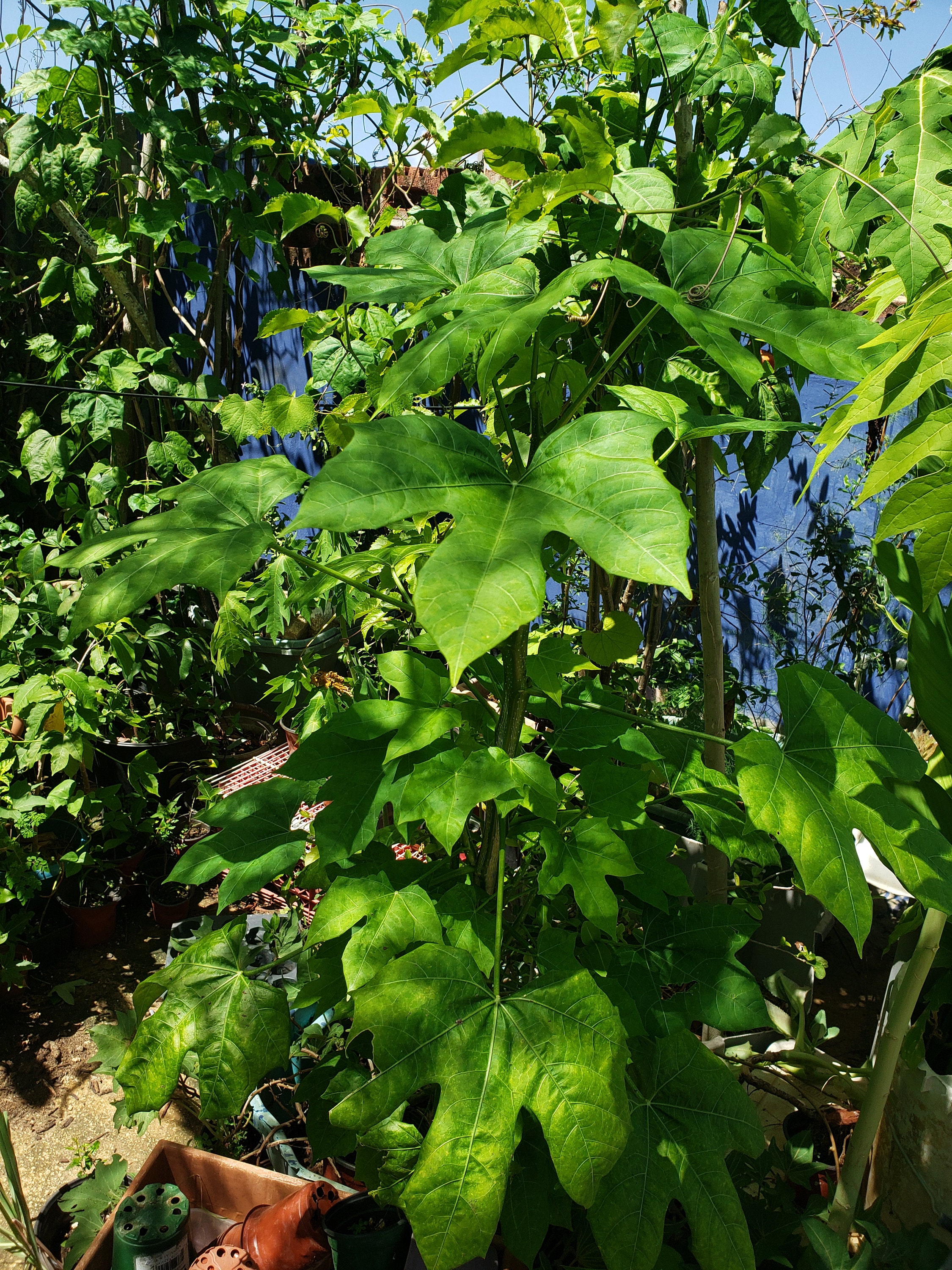 8 Chaya Mansa Spinach Tree Cuttings spineless, Sun-loving, Hardy Plants ...