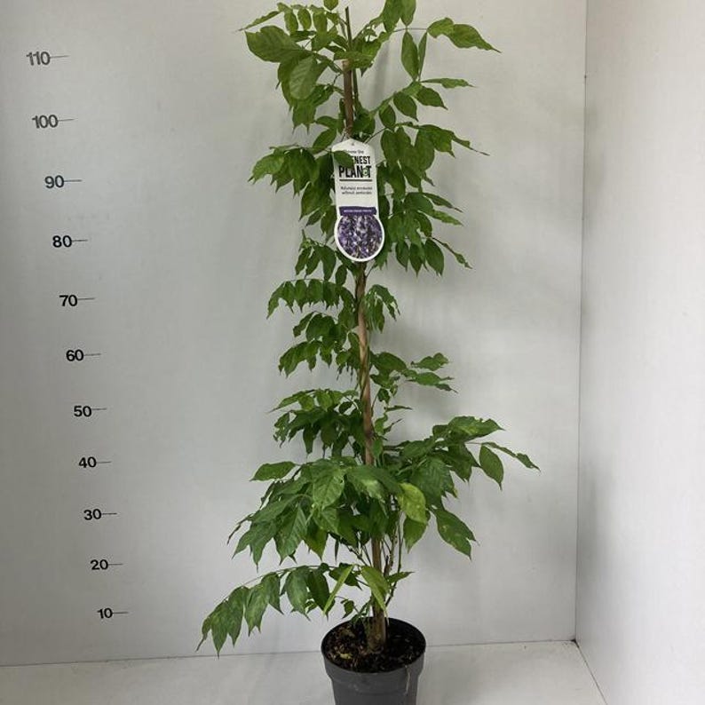 Wisteria Sinensis - Prolific (blue) 100-120cm - Etsy UK