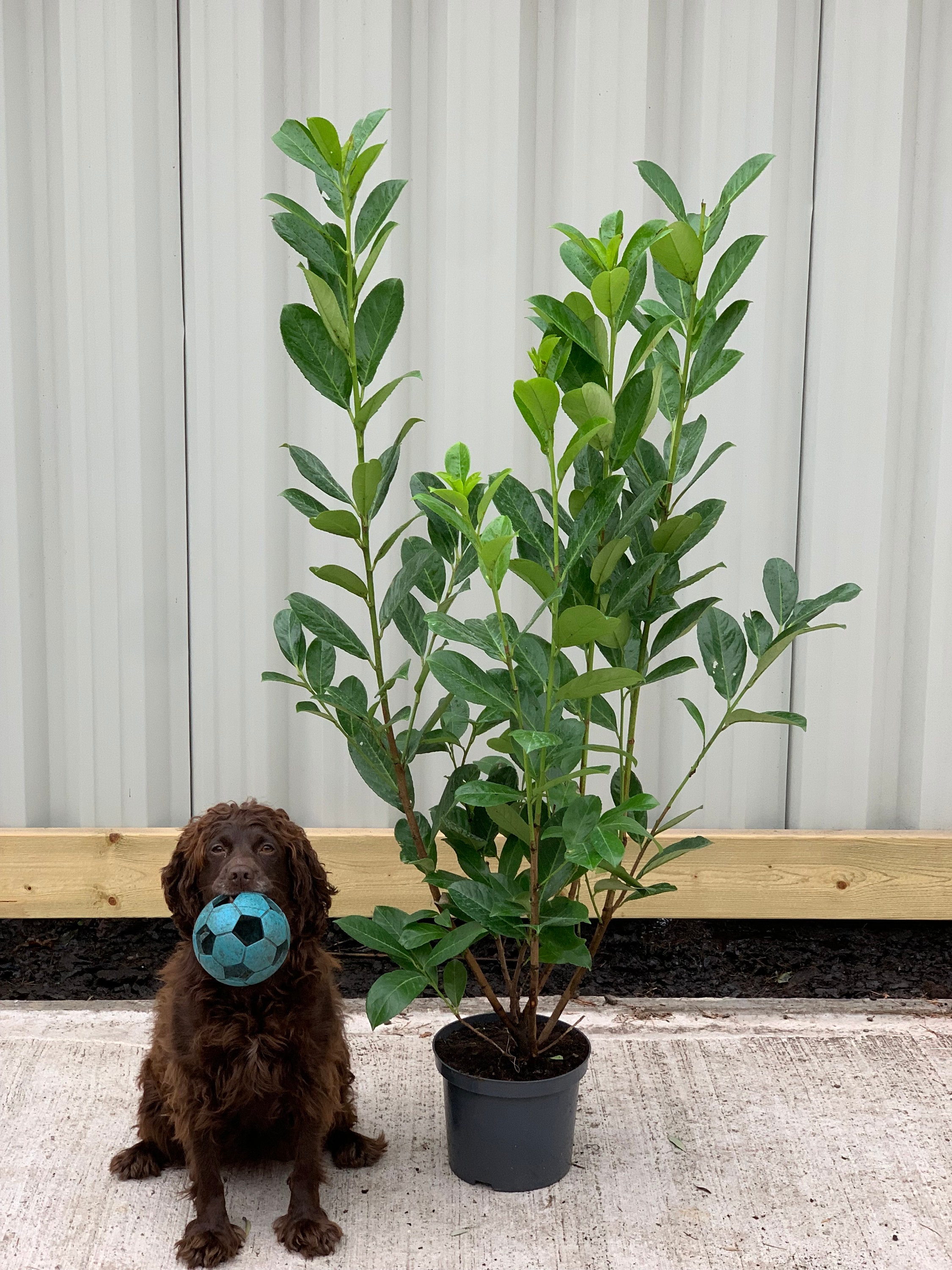 Cherry Laurel Hedge Plant | 1m | Garden Hedging - Etsy UK