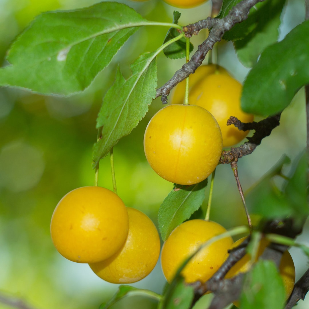Dwarf Patio Plum Tree Mirabelle De Nancy 1m Etsy Uk