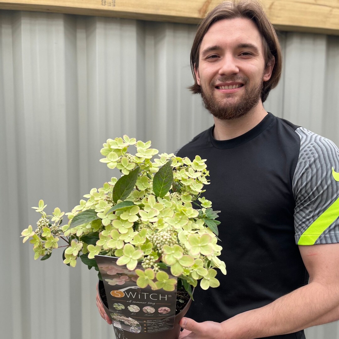 Hydrangea Paniculata Switch 'ophelia' 3L - Etsy UK