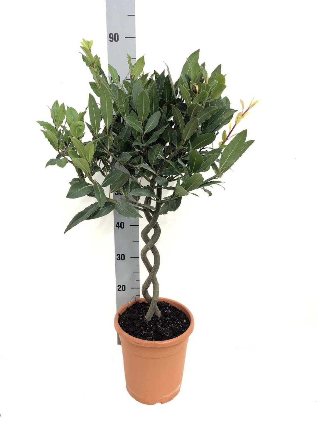 Double Spiral Stem Standard Bay Tree | Laurus Nobilis | 75-85cm - Etsy UK
