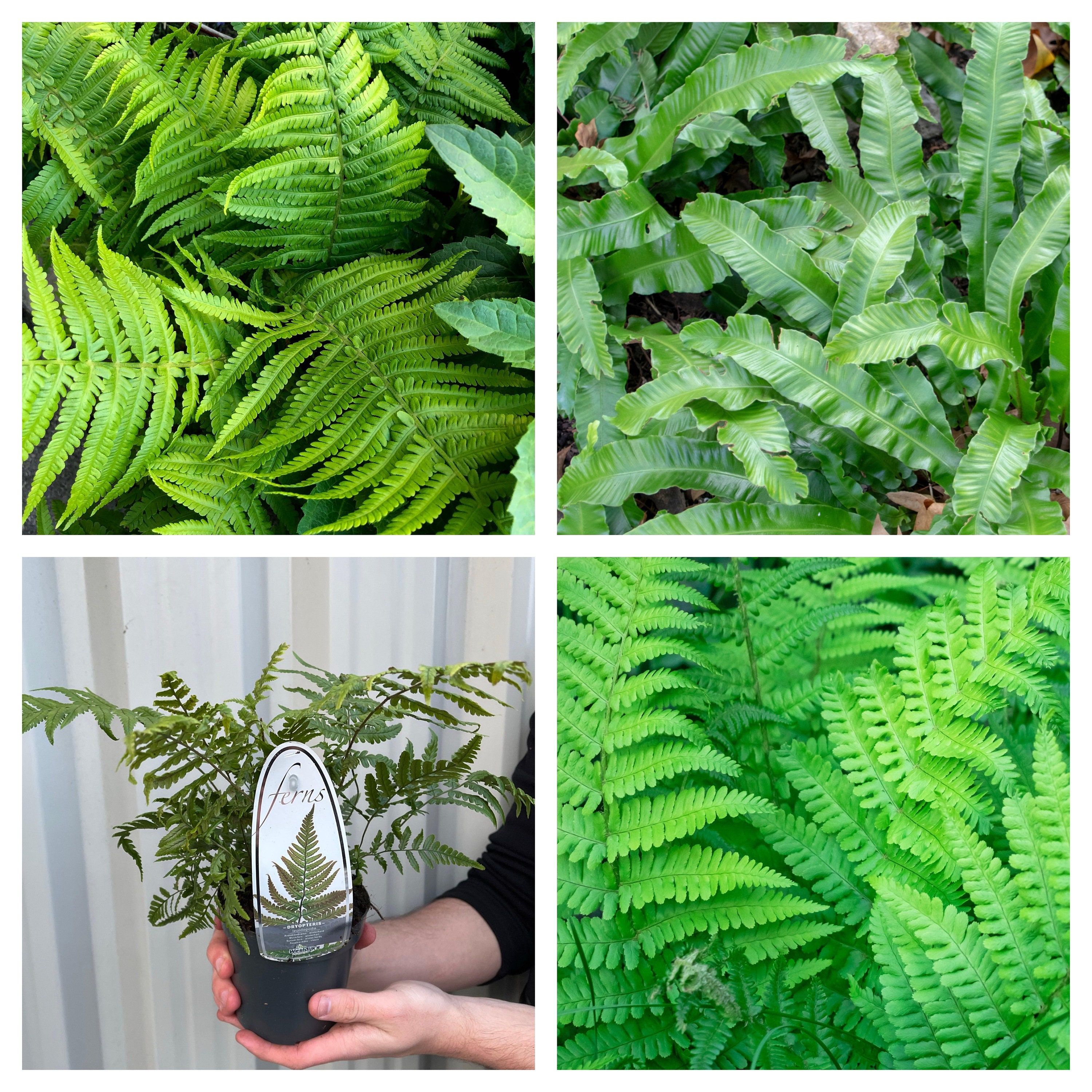 Mix of 3 Ferns 3 Plants in 11cm Pots - Etsy UK