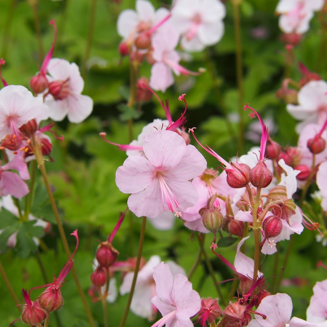 Geranium 'biokovo' 2L - Etsy UK