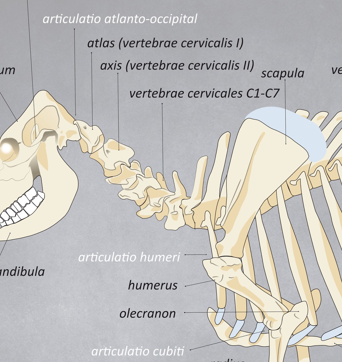 Printable Anatomy Poster, Cow Skeleton, Bovine Skeleton - Etsy Finland