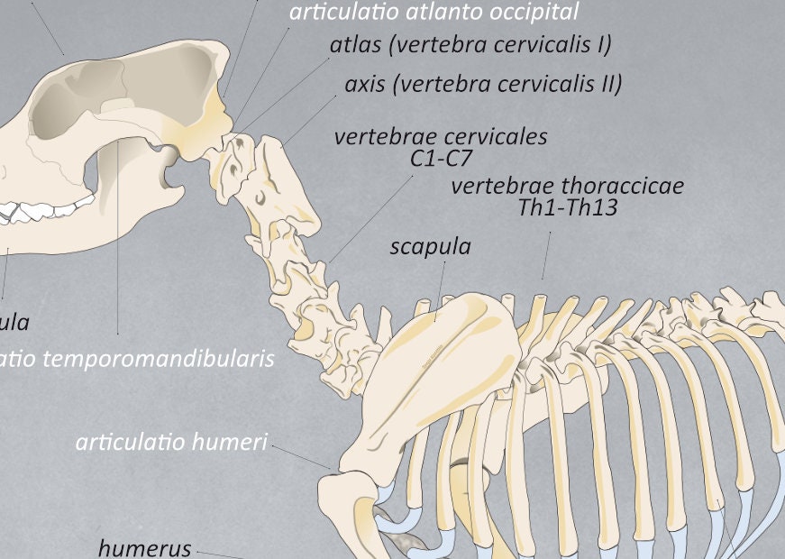 Printable Anatomy Poster Dog Skeleton Canine Skeleton - Etsy Finland
