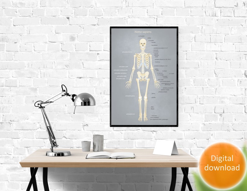 Printable Anatomy Poster, Human Skeleton - Etsy