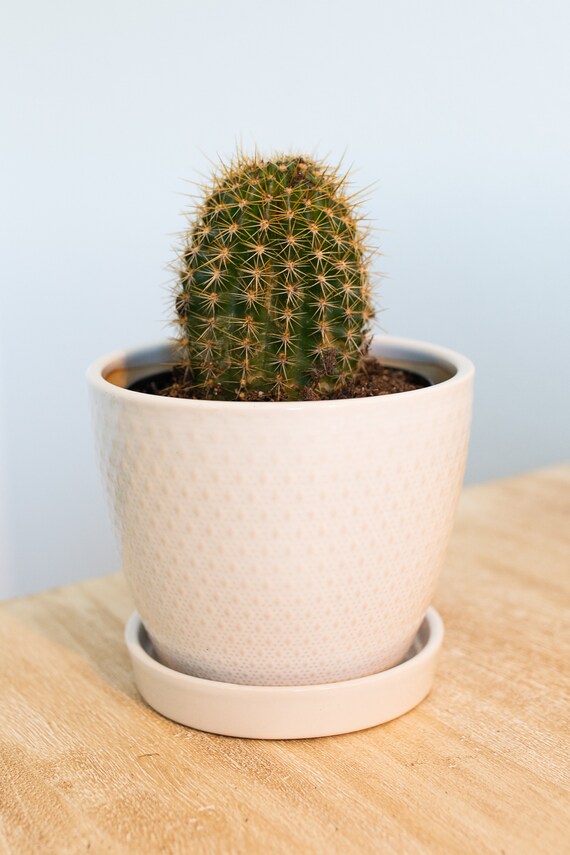Diamond Pot Cute Plant Pot Plant Pot Planter Cute - Etsy
