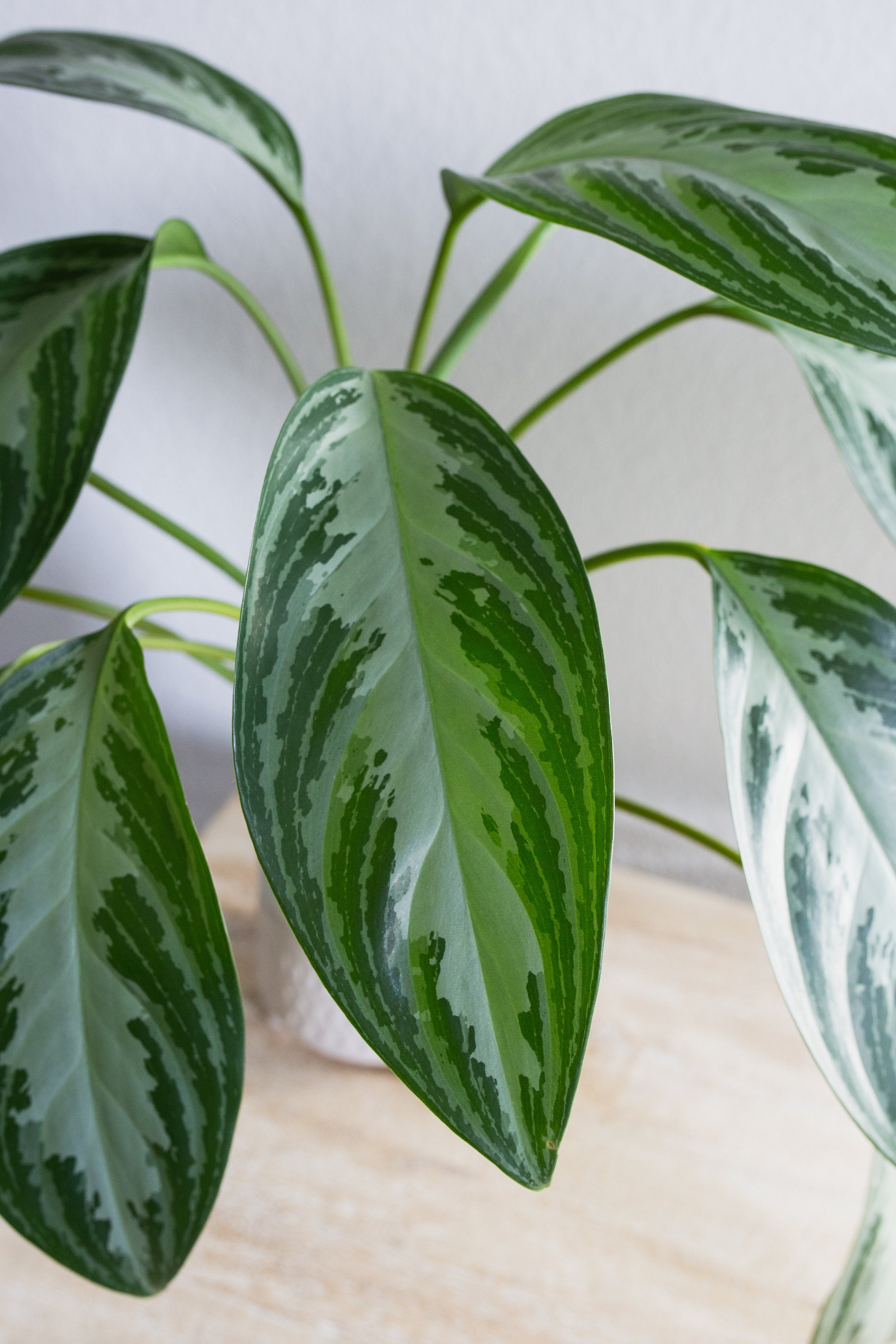 Plants, Seeds & Bulbs Plants & Seedlings House Plant Trailing Evergreen ...