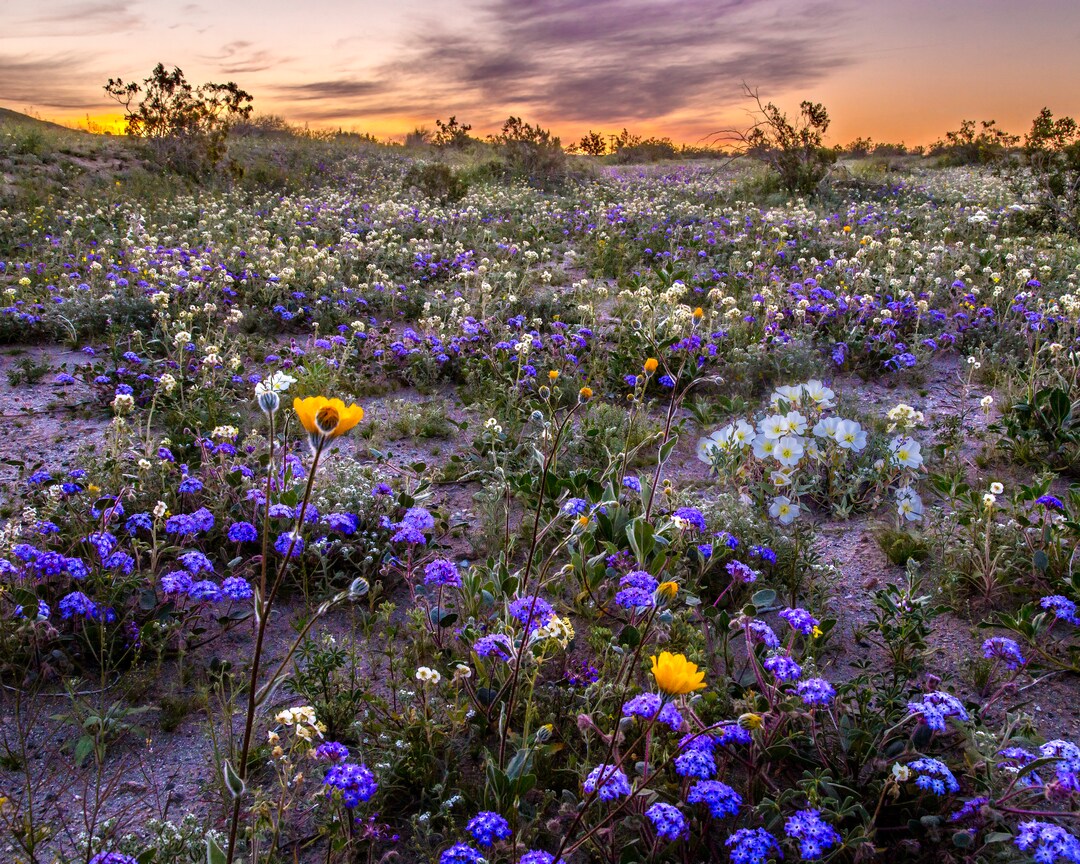 Desert Wildflowers - Etsy