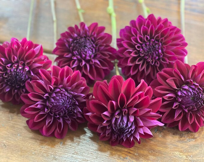 Fuzzy Wuzzy Fimbriated Dahlia Tuber Bicolored 3 Fringed Flowers Pink ...