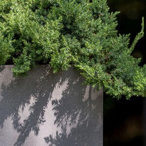 Premium Large Grey Rectangular Concrete Window Box Planter Outdoor ...