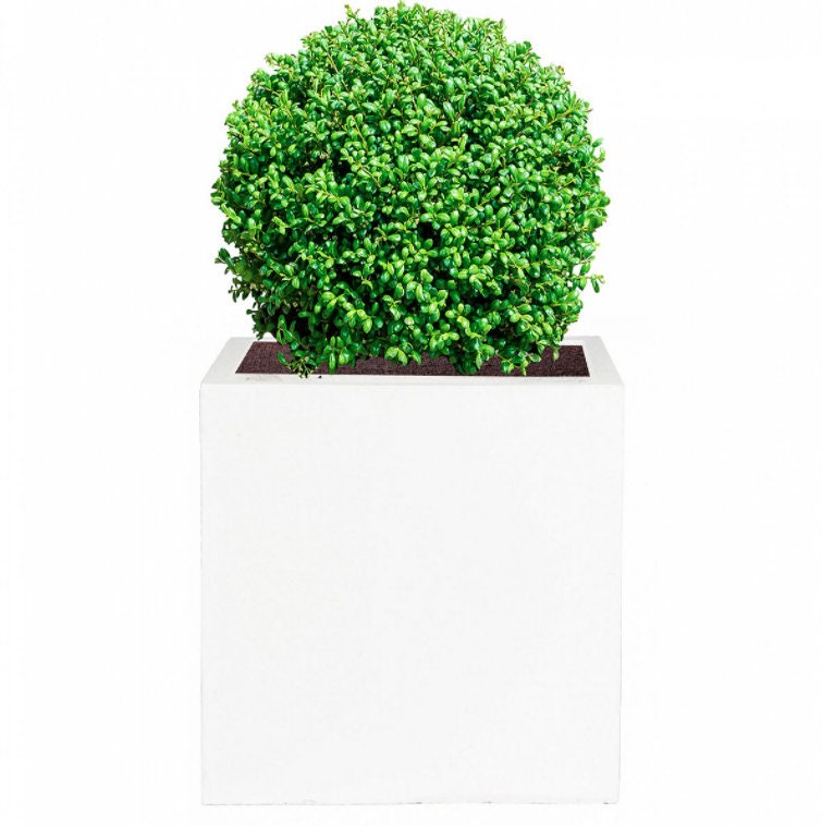 White Handmade Cuboid Square Concrete Planter Pot Flowers - Etsy UK