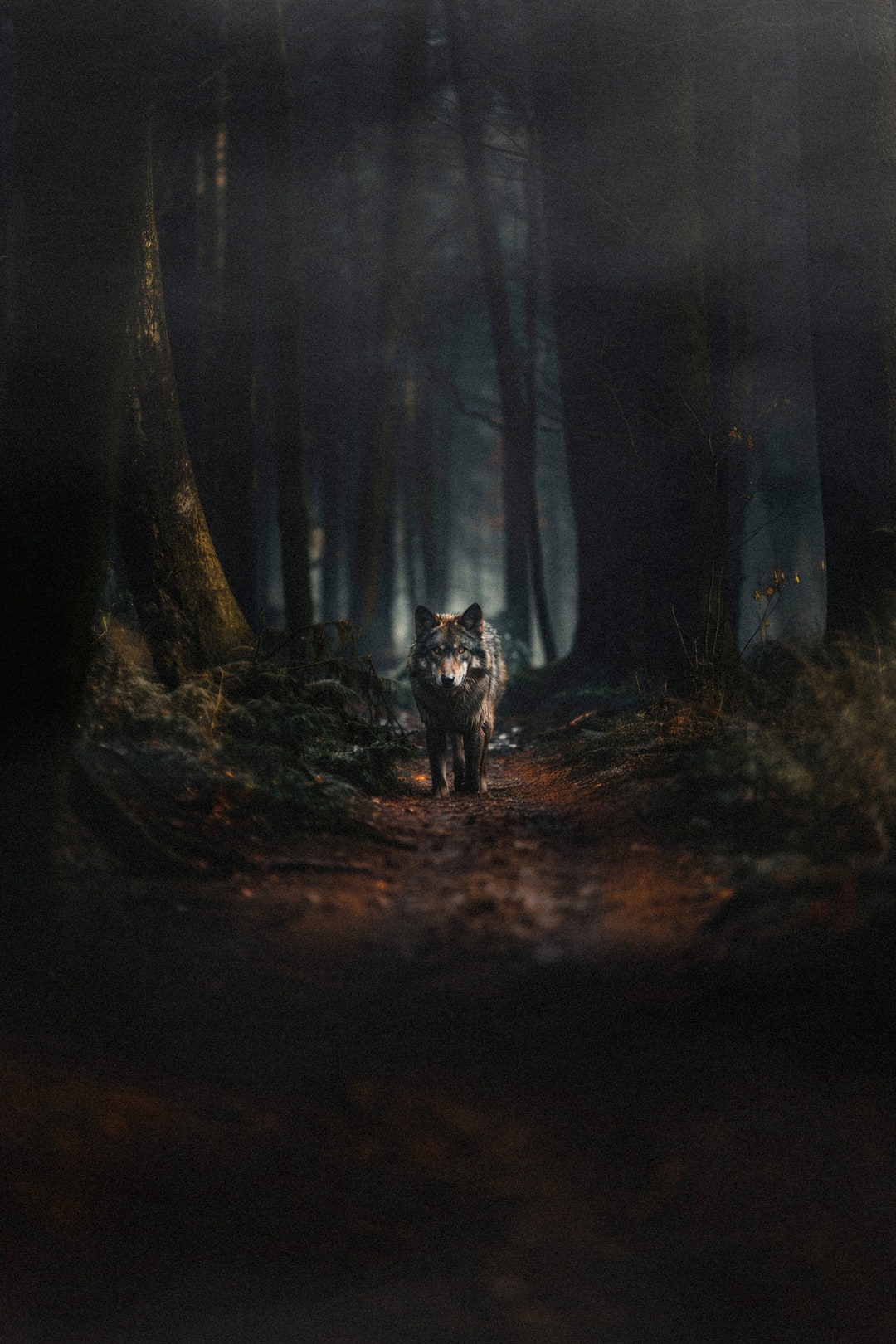 Wolf in the Pacific Northwest - Printable, Downloadable, Wall Art ...