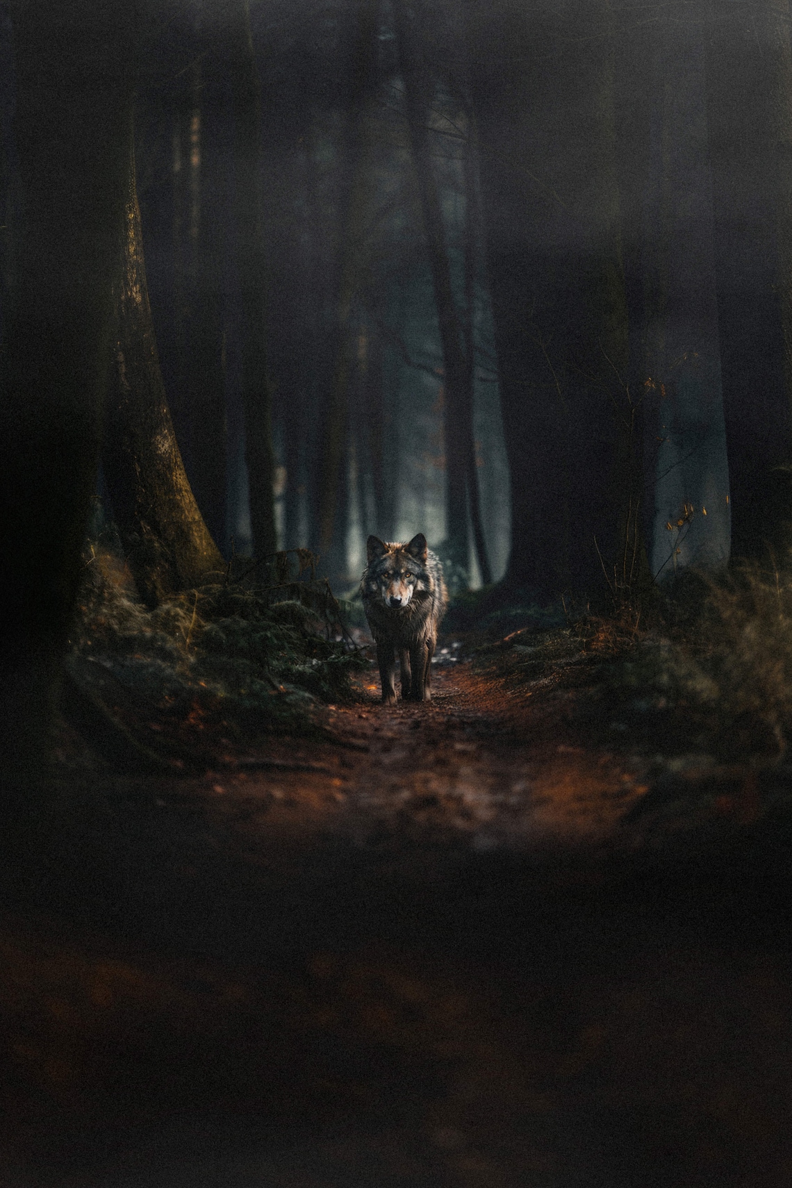 Wolf in the Pacific Northwest - Printable, Downloadable, Wall Art ...