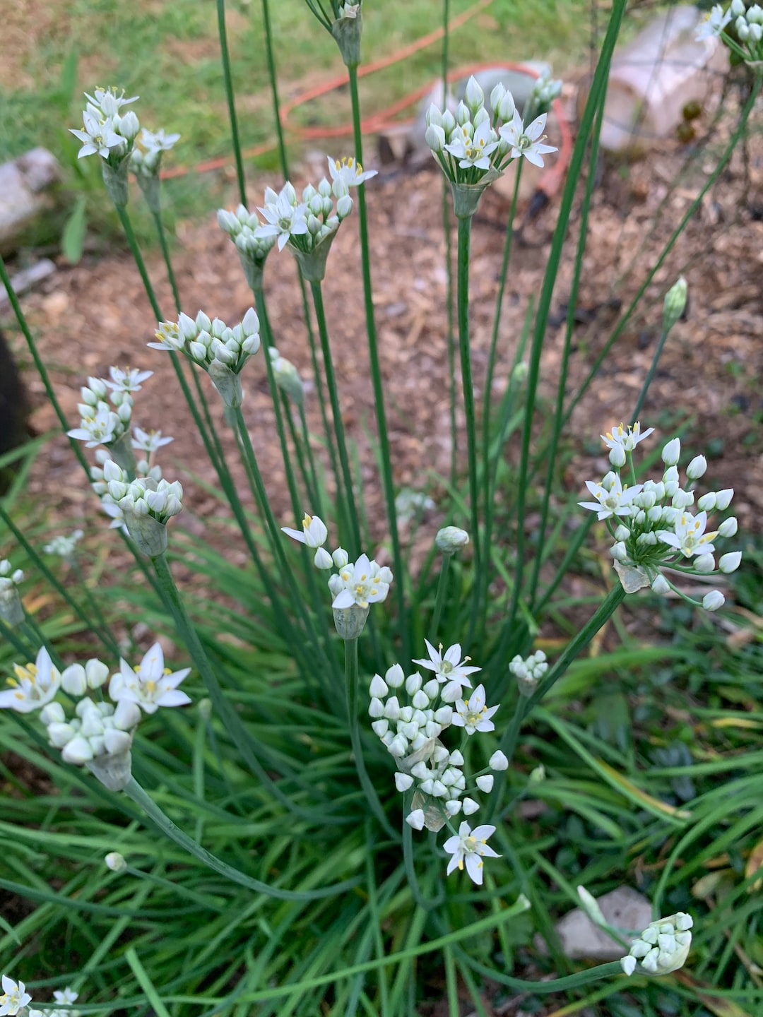 15 Natural Garlic Chive Plants. Enjoy Fresh Garlic Chive (韭菜）for Life ...