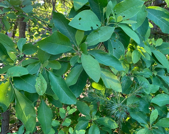Sassafras sassafras Albidum, 1-2 Year Old Plant 6-10 Tall. - Etsy