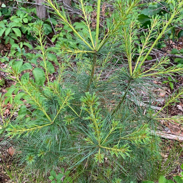 Eastern White Pine Tree - Etsy
