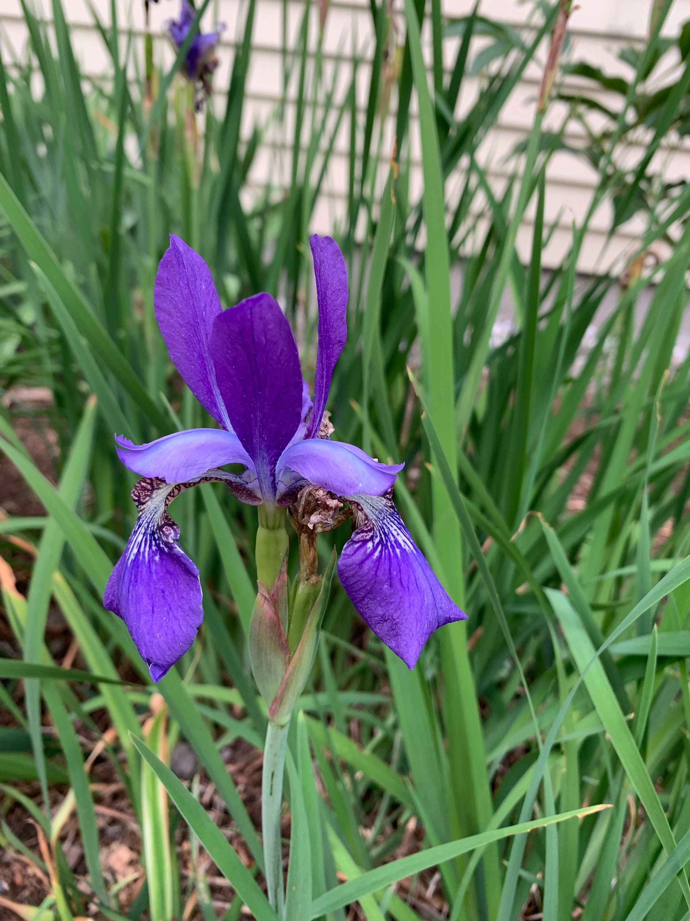 6 Beautiful Siberian Iris - Etsy
