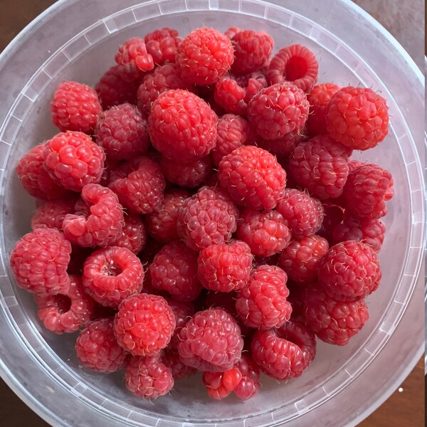 Raspberry Red - Etsy