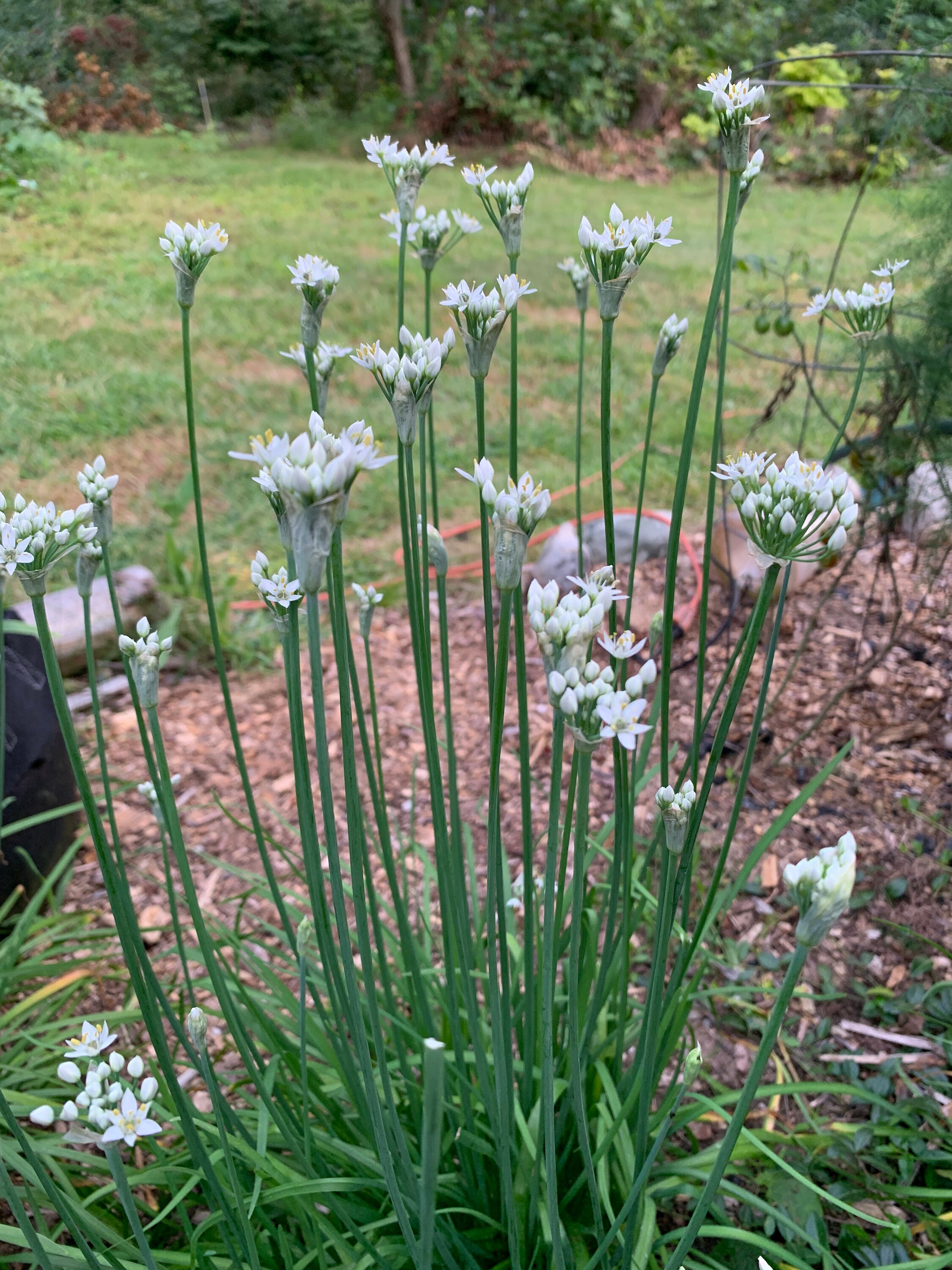 18 Natural Garlic Chive Plants. Enjoy Fresh Garlic Chive 韭菜for Life - Etsy