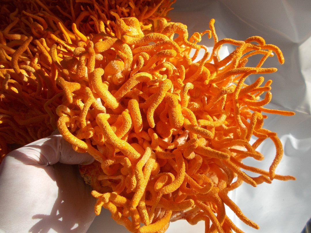 Healthy Living! Dried Cordyceps Militaris, Grown From American Strains ...